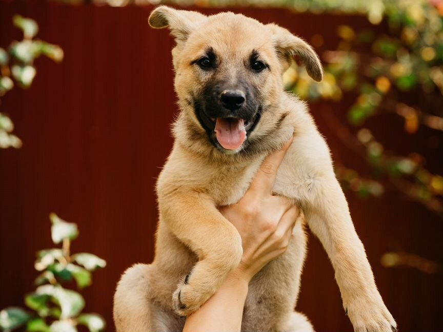 Щенок в добрые руки бесплатно