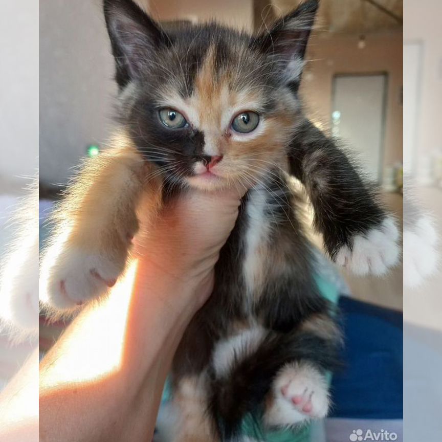 Котенок девочка бесплатно
