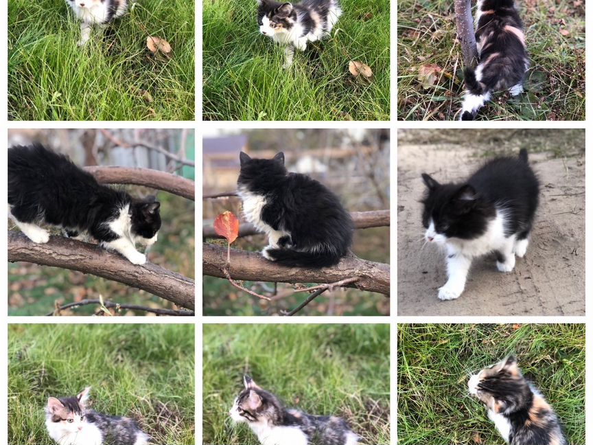 Котята в добрые руки