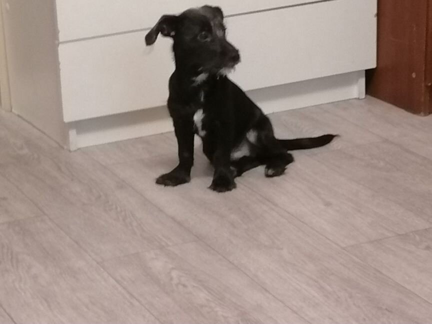 Маленькая собака в добрые руки отдам бесплатно