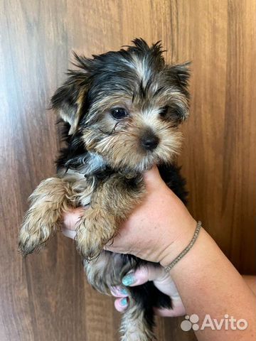 Йоркширский терьер