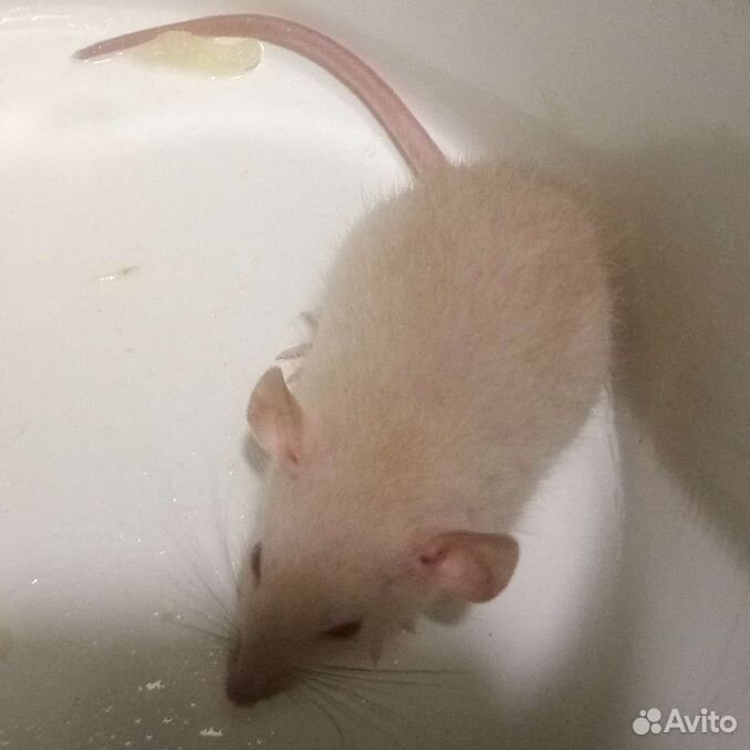 Крыса дамбо мальчик