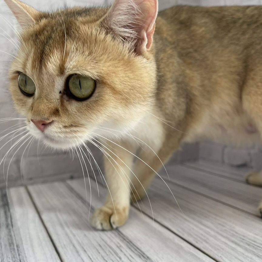 Кошка золотая шиншилла