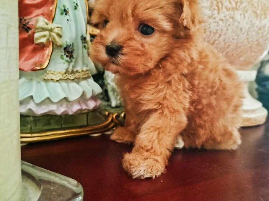 Maltipoo f1 mikro/ Мальтипу девочка