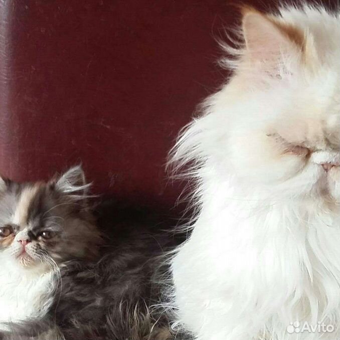 Персидские чистокровные котята