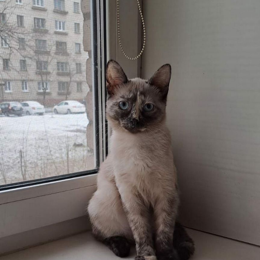 Кошечка