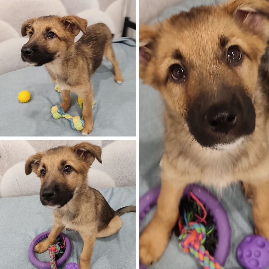 Малышка и братики с приюта, ищут маму