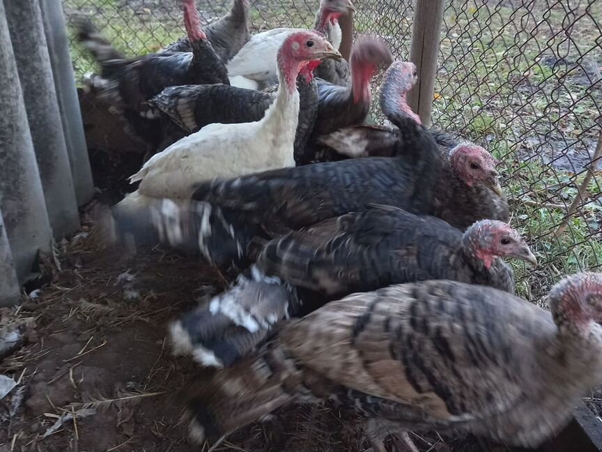 Продам индюков