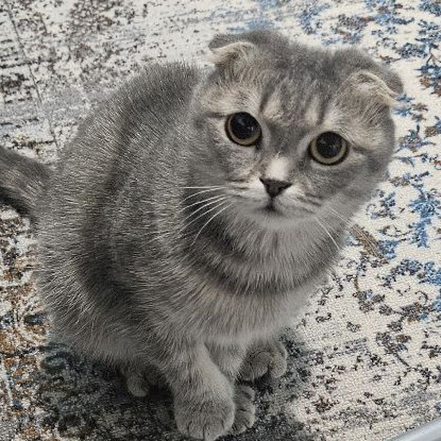 Шотландская вислоухая короткошёрстная кошка, взрослая