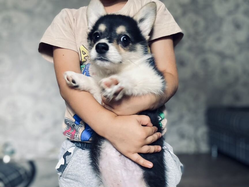 Вельш-корги пемброк