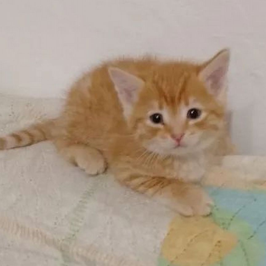 Сибирский котёнок
