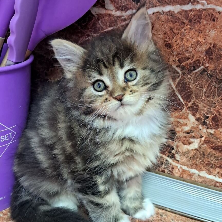 Шикарная сибирячка