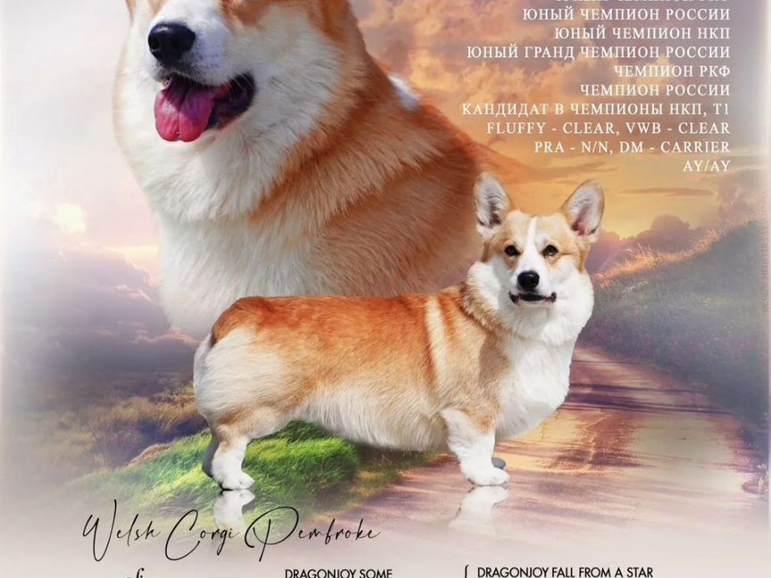 Вельш-корги пемброк