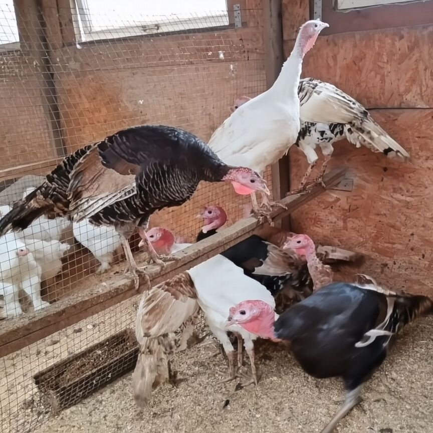 Индюки и петухи,Брама