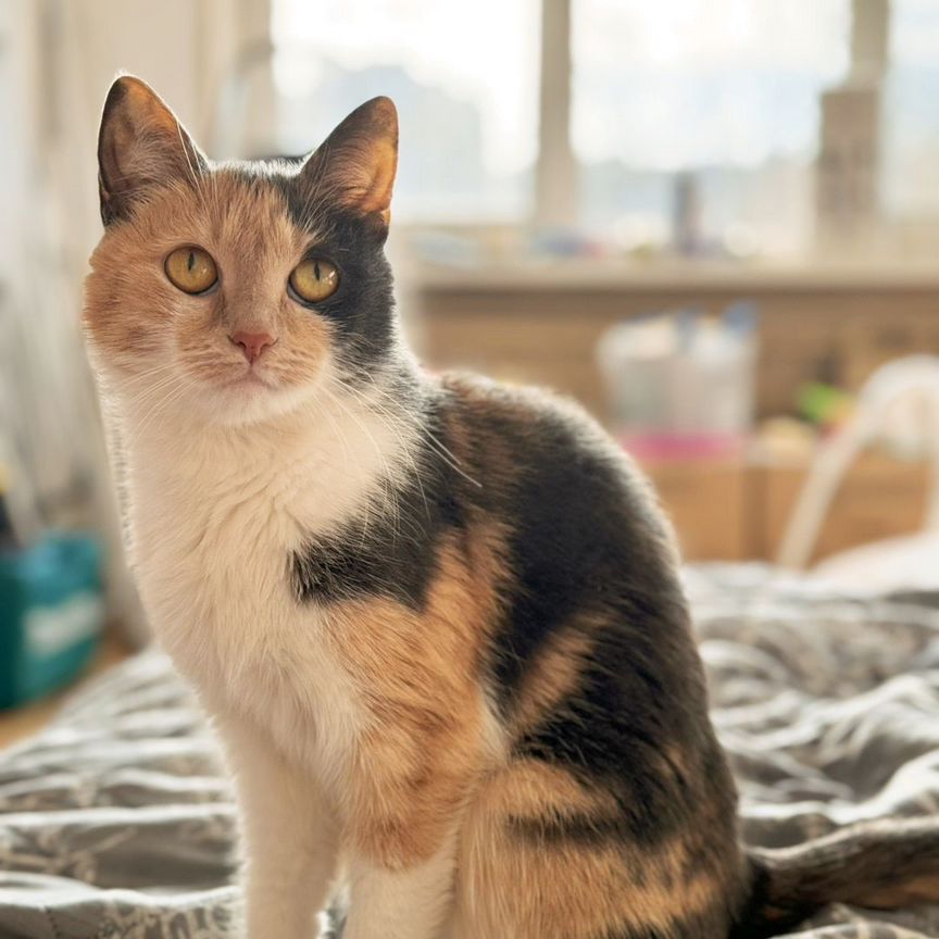 Кошка