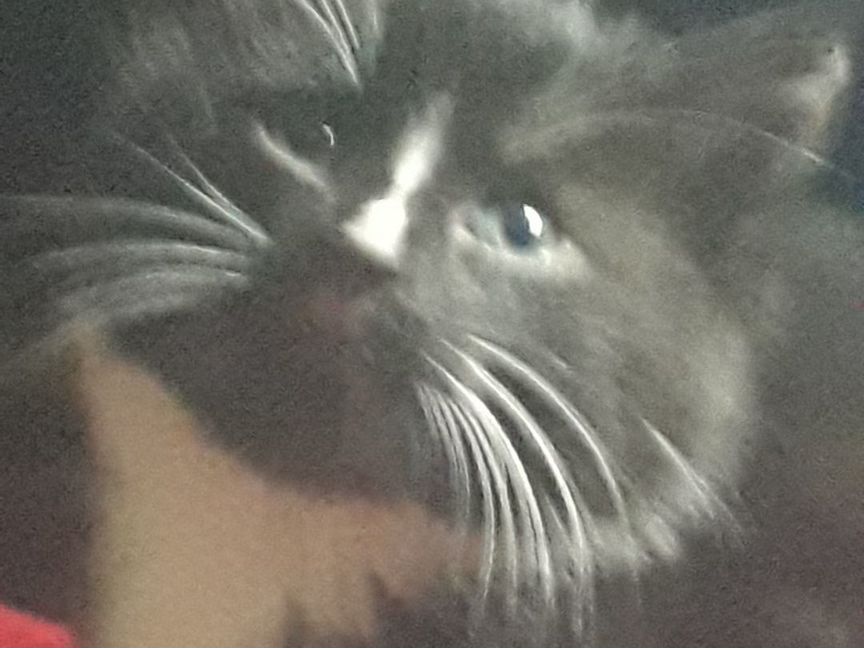 Котенок девочка