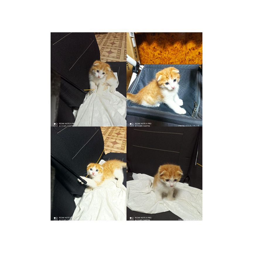 Рыжий Красавчик