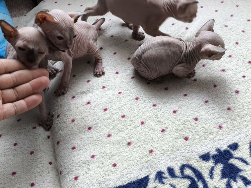 Канадский сфинкс котенок