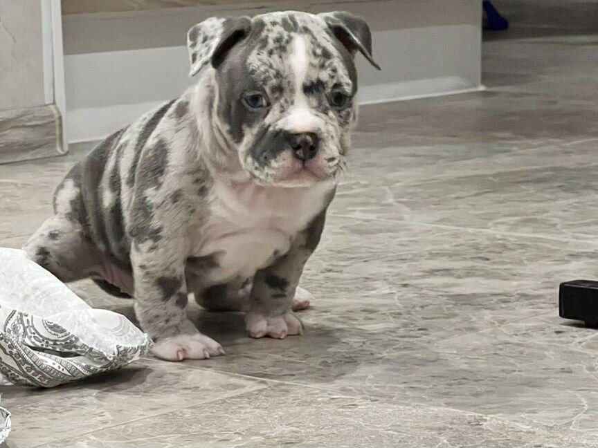 Американский булли покет щенки