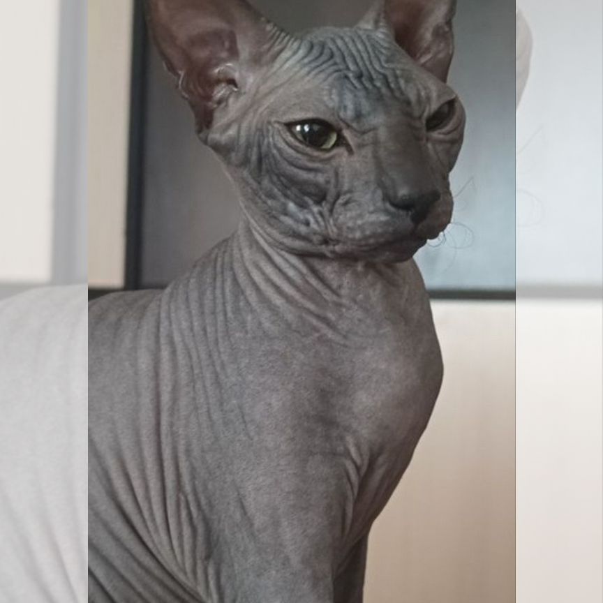 Донской сфинкс, взрослая кошка