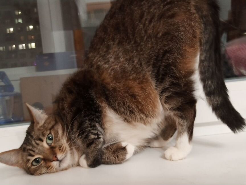 Мурочка в самые лучшие руки