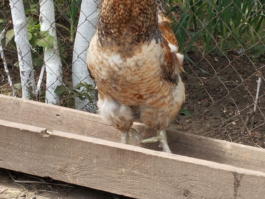 Амераукана, Араукана, Помесь Павловские Бентамки