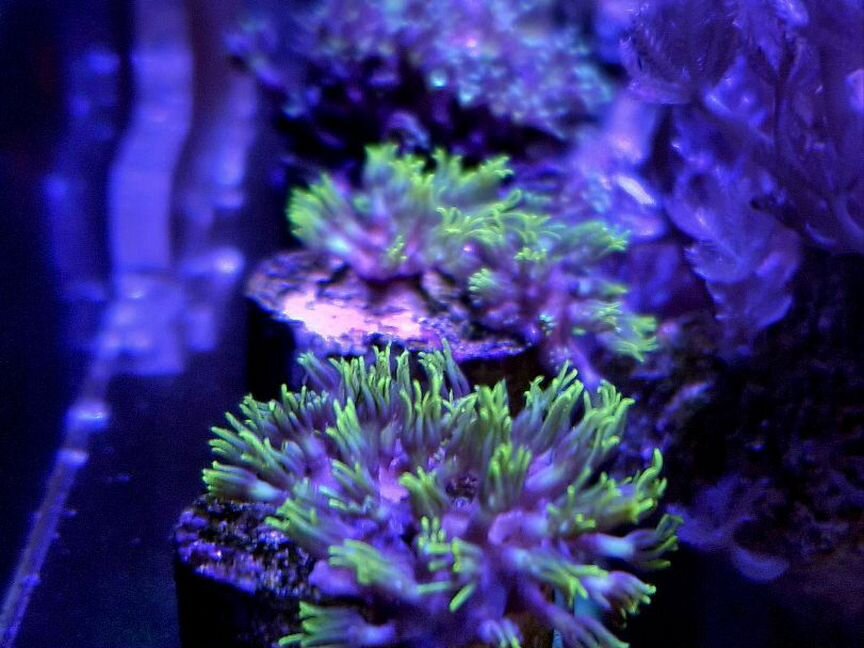 Бреариум - коралл для морского аквариума
