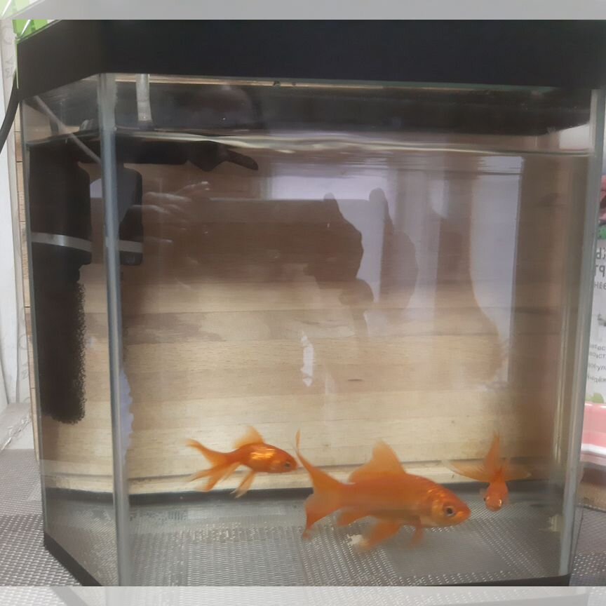 Золотая рыбка