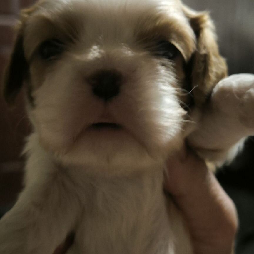 Кавалер кинг чарльз спаниель