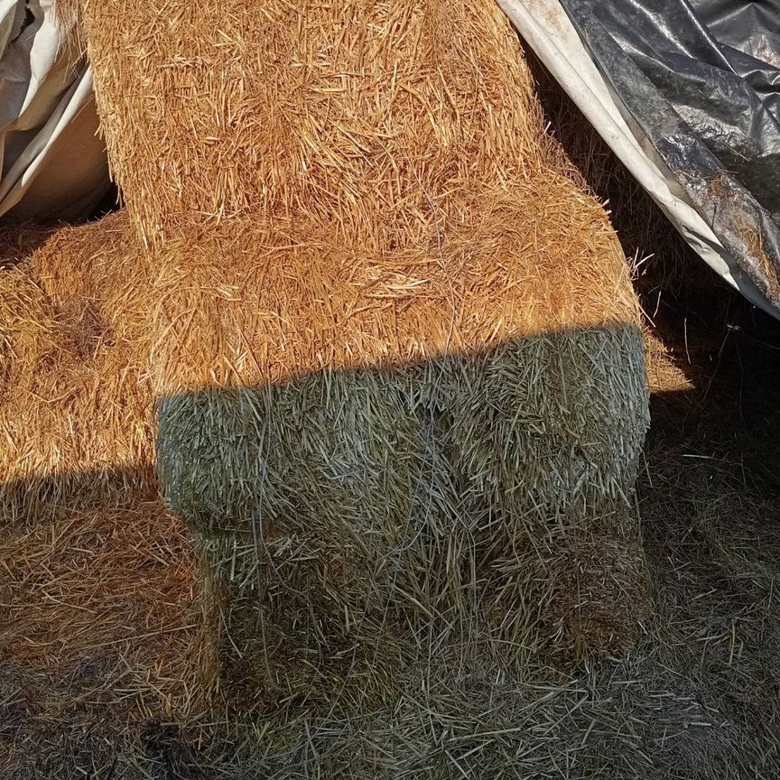 Солома ячменная в рулонах 2023 года