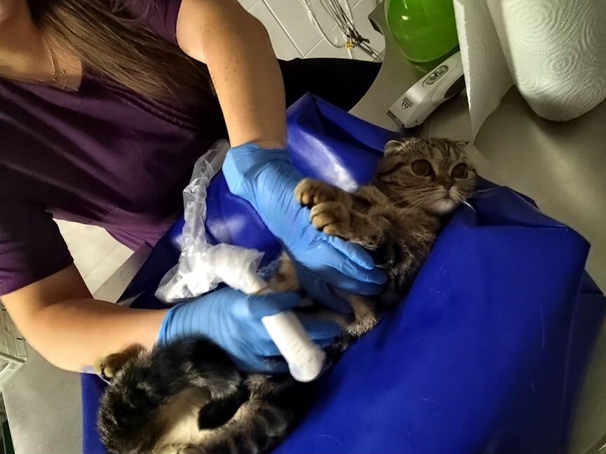Шотладские вислоухие котята