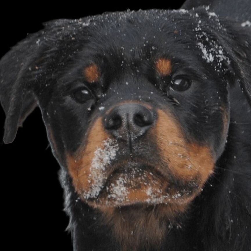 Ротвейлер, щенок