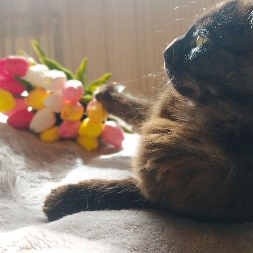 Ищу семью для молодого котика