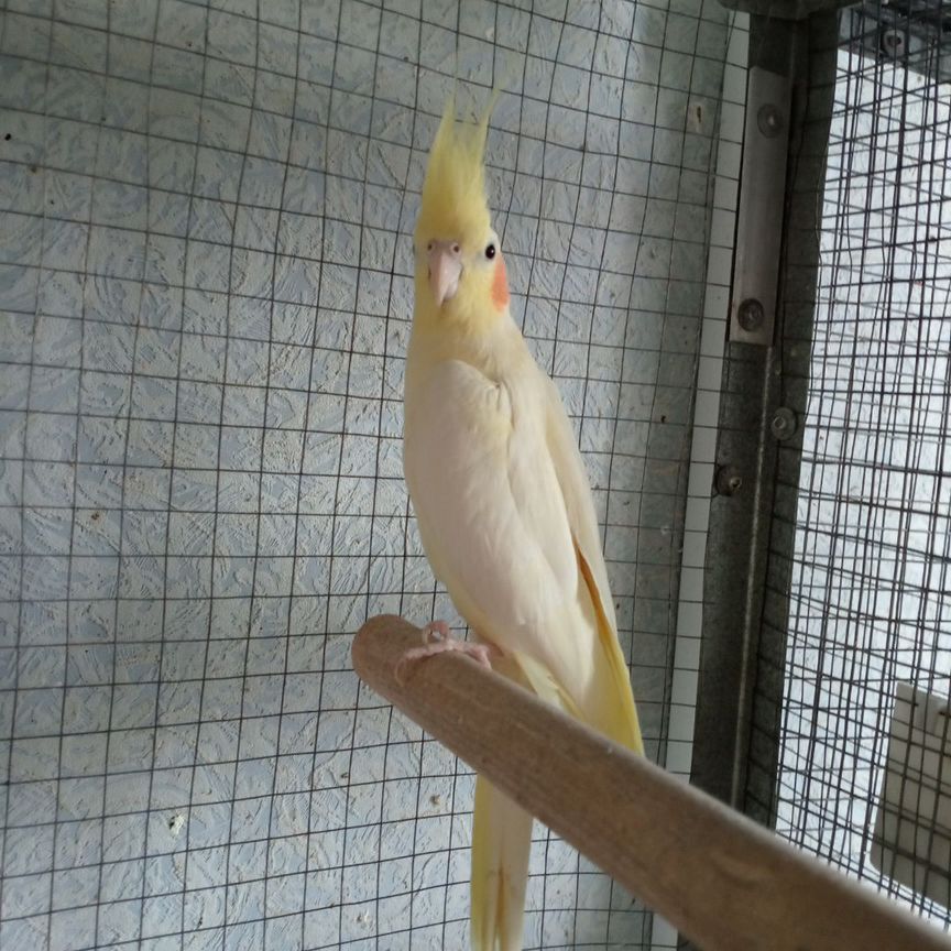 Корелла девочка