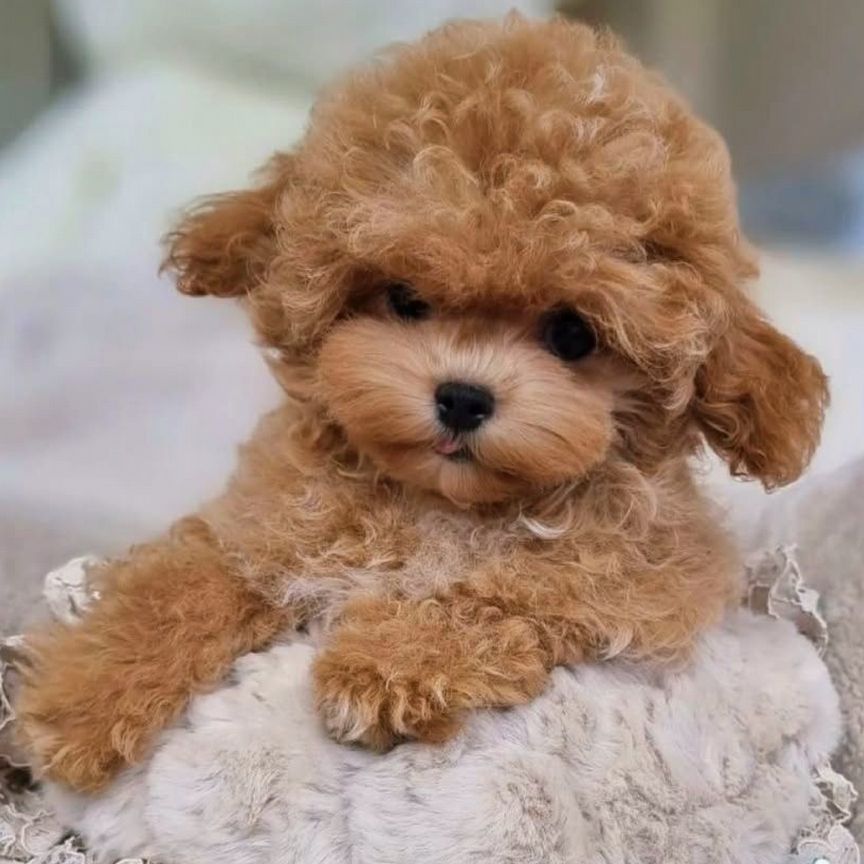 Мальтипу, щенок