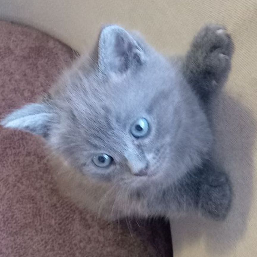 Британские котята