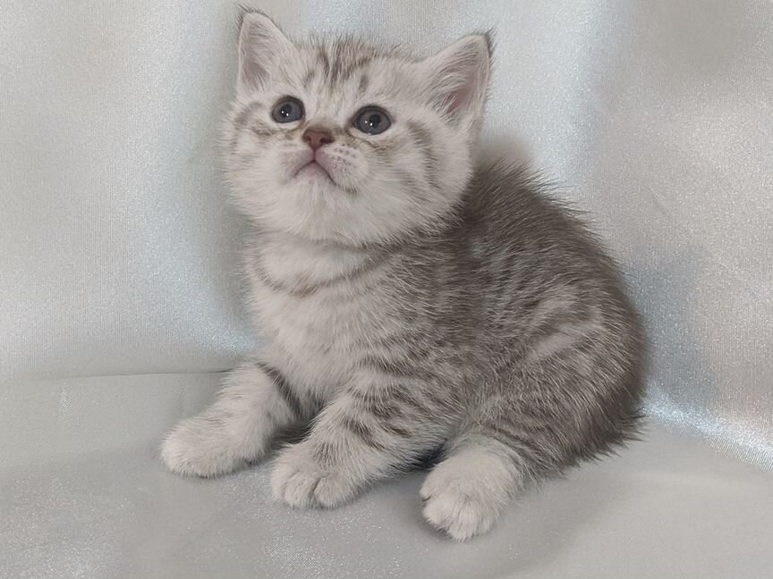 Британский котенок