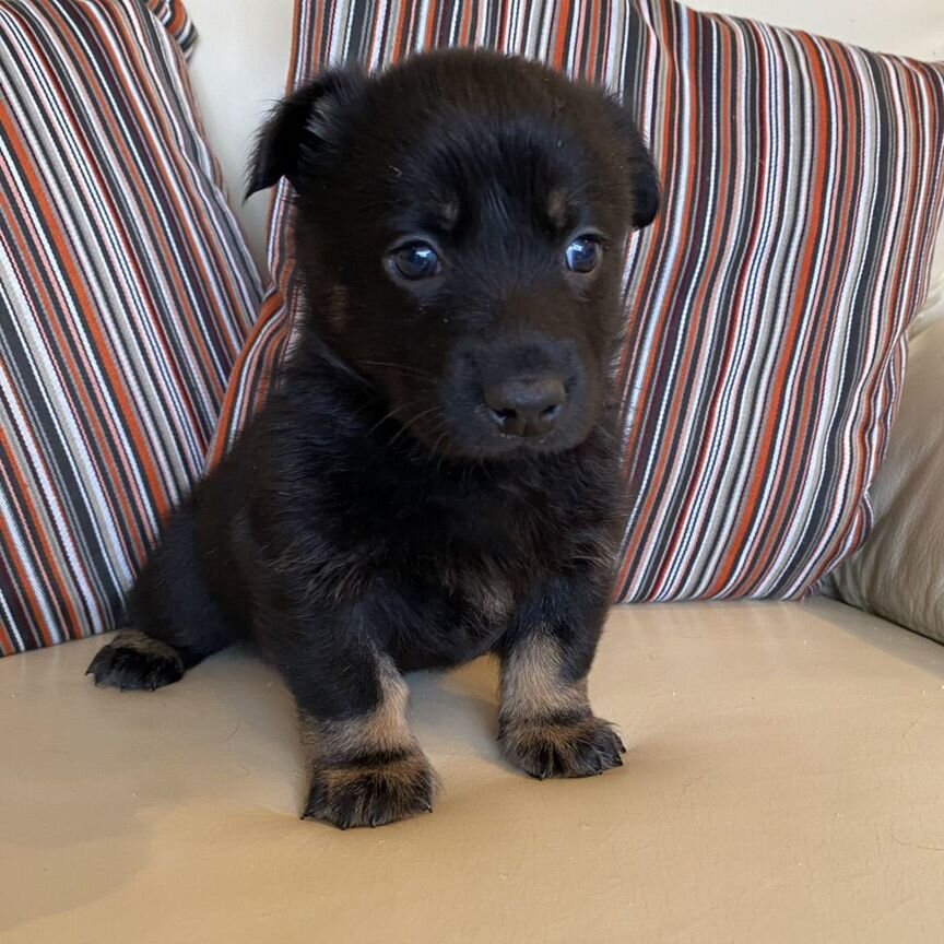 Щенок в добрые руки бесплатно маленькая порода