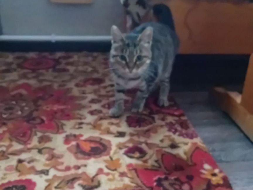 Кошка бобтейл