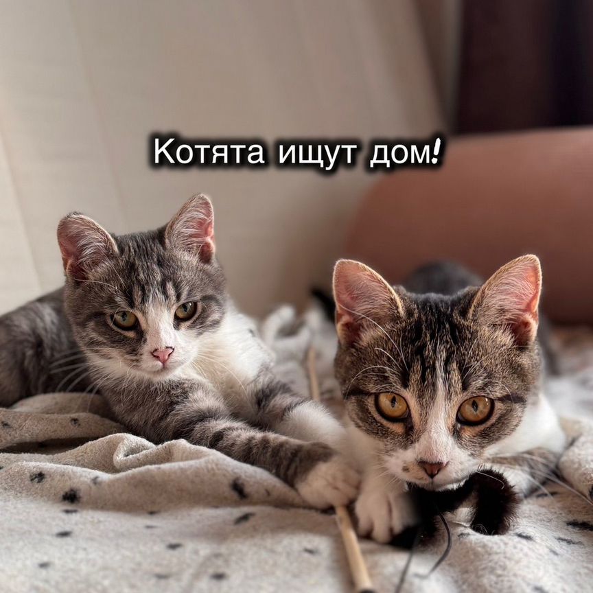 Котята в добрые руки