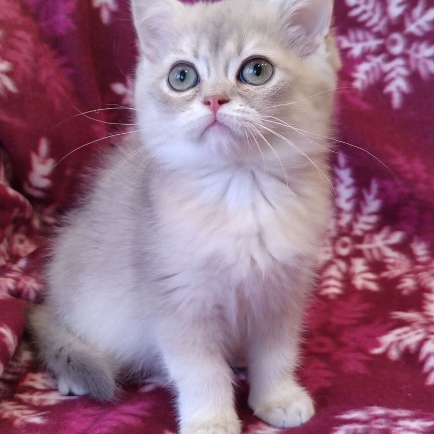 Британская девочка