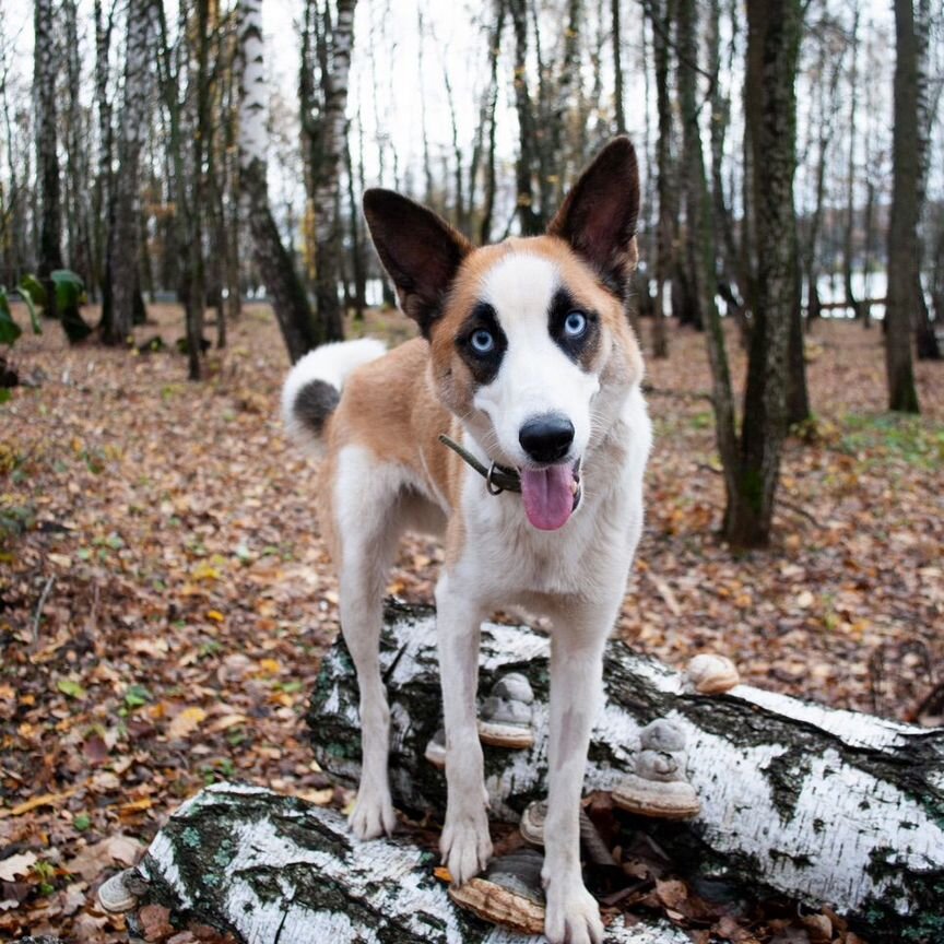Метис хаски бесплатно 1 год