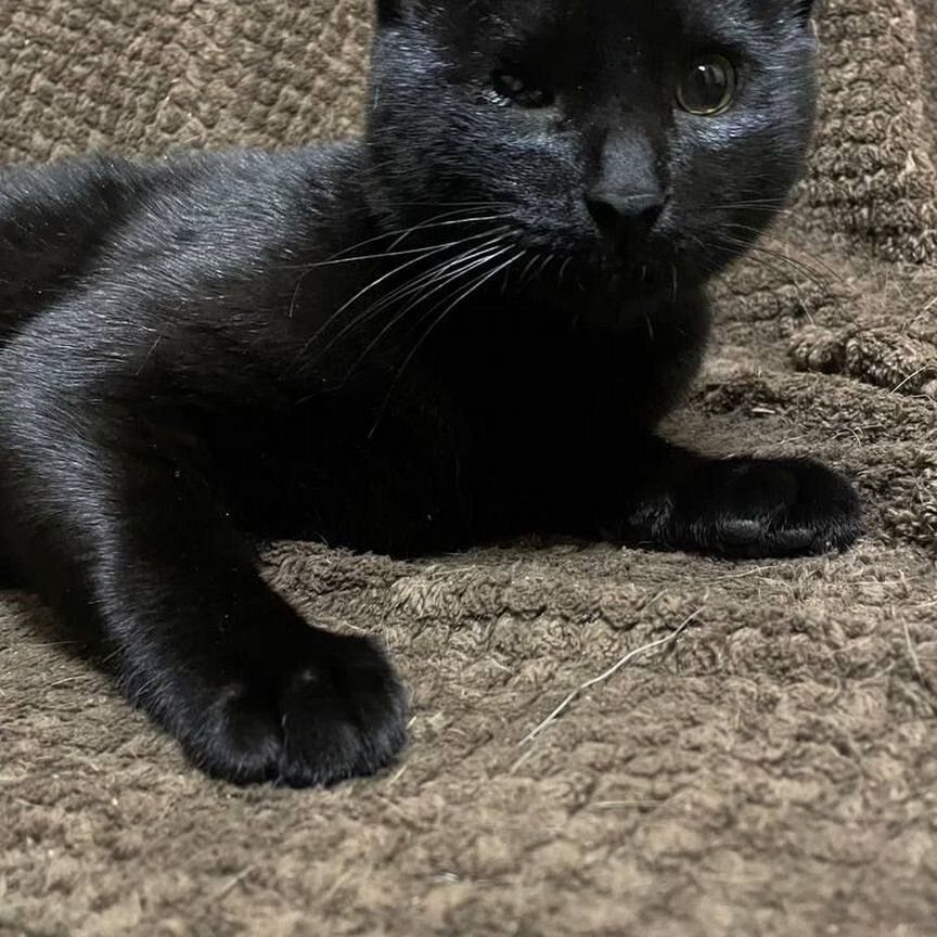 Котик в добрые руки