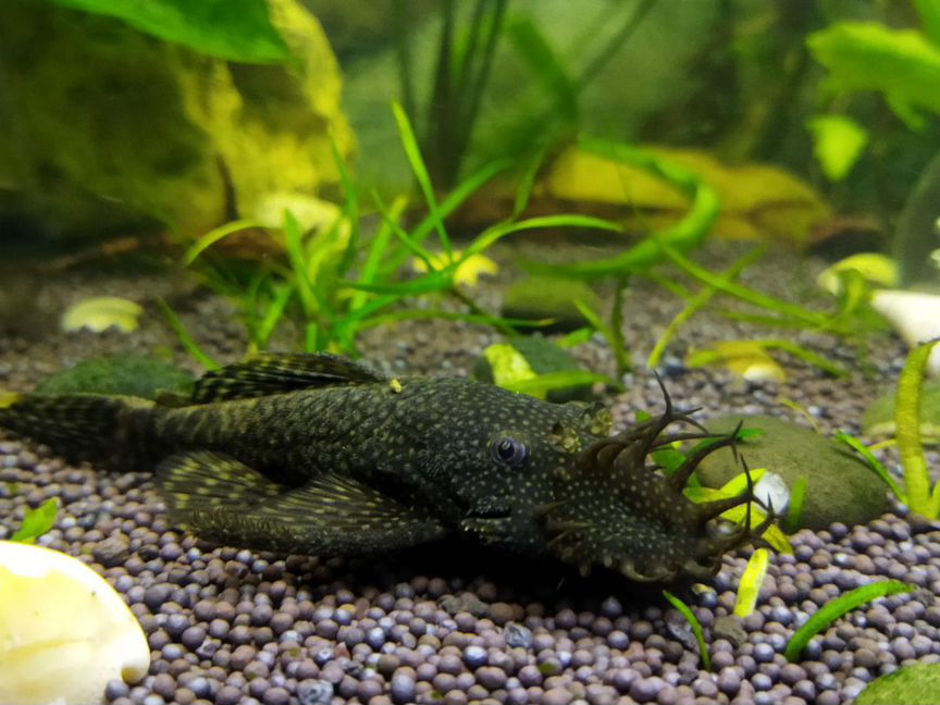 Аквариумные рыбки