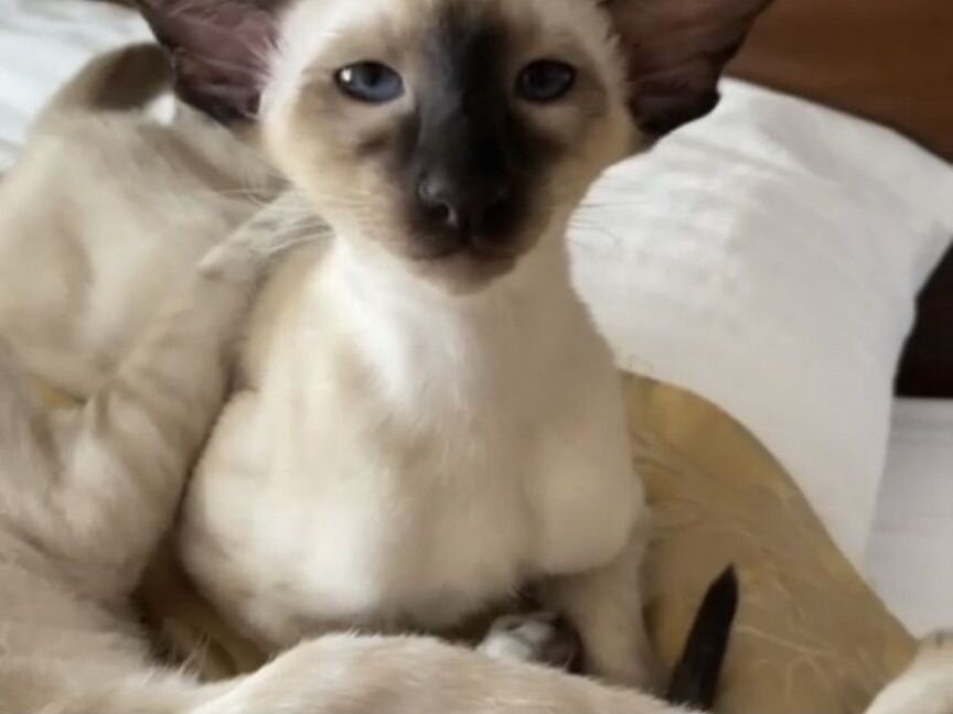 Ориентальные котята