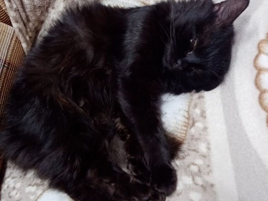 Кошка