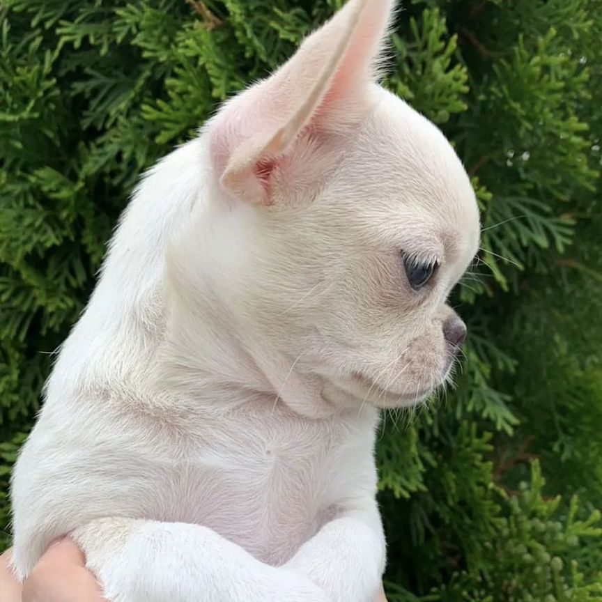 Чихуахуа Мечта - супермини мальчик