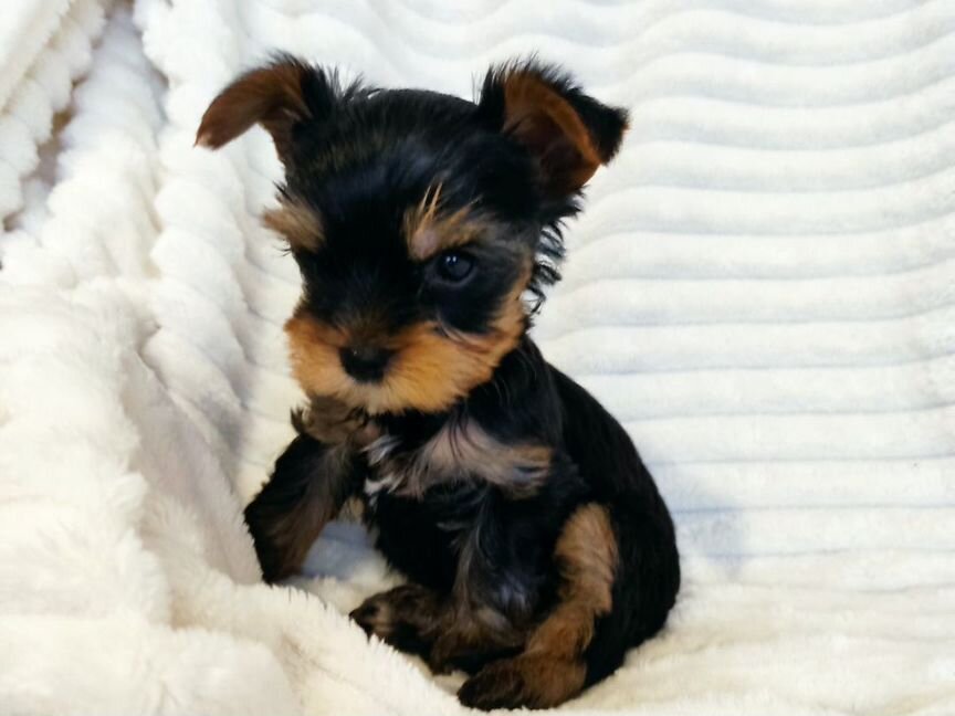 Йоркширский терьер мини щенки бейби фейс