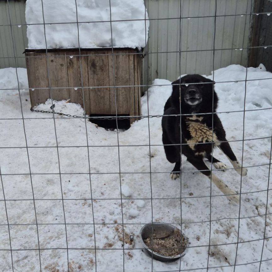 Русско-европейская лайка, взрослая собака