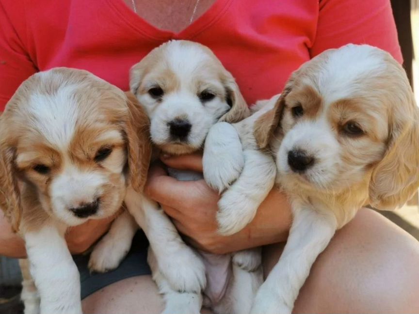 Щенки русского охотничего спаниеля